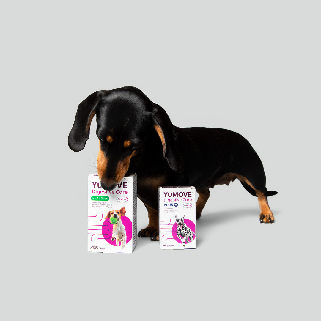 YuMOVE Digestive Care for All Dogs – Vet Rewards
