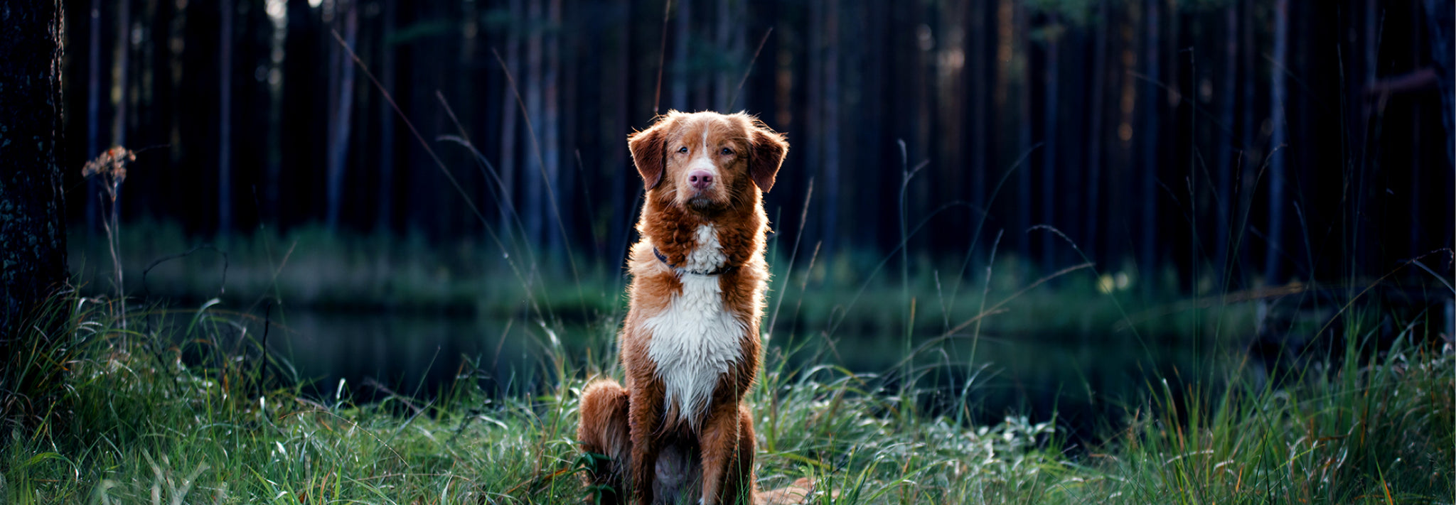 Contact – Vet Rewards